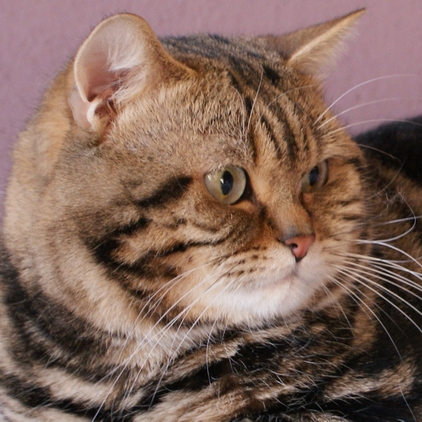 " Sweet Fun " Britisch Kurzhaar Katzen / Kartäuser / Selkirk Rex in ...