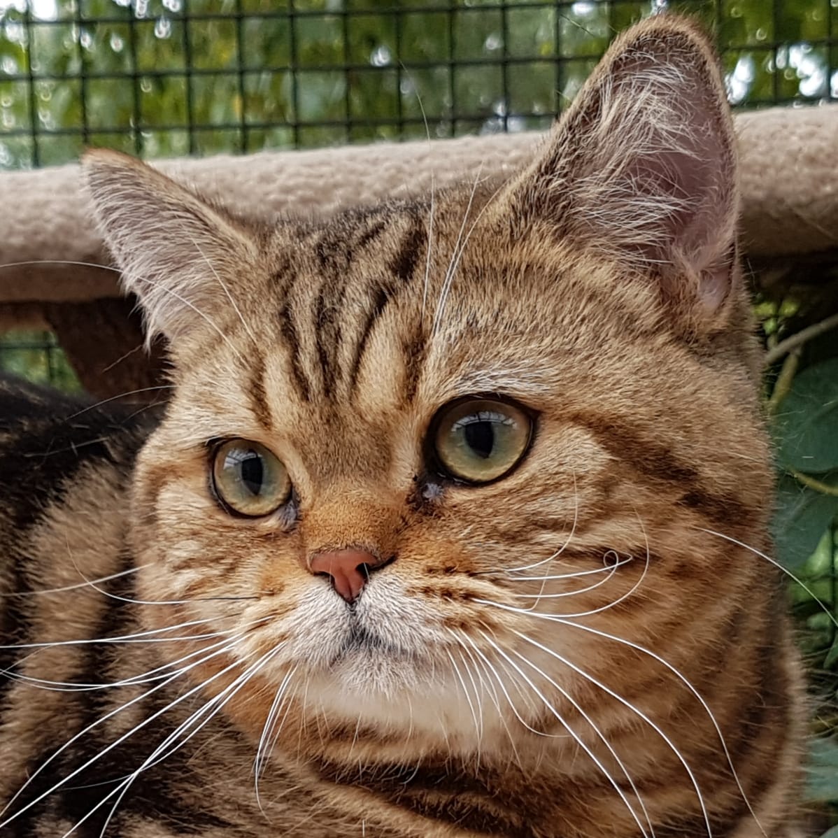 " Sweet Fun " Britisch Kurzhaar Katzen / Kartäuser / Selkirk Rex in ...
