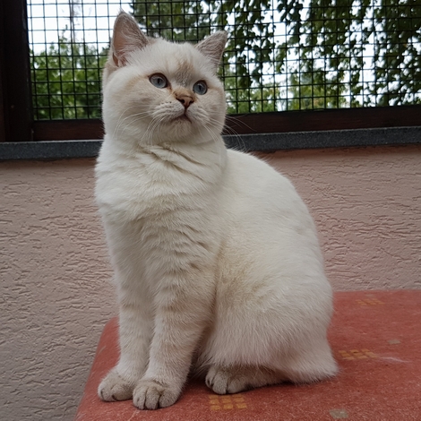 " Sweet Fun " Britisch Kurzhaar Katzen BKH / Kartäuser und Selkirk Rex ...