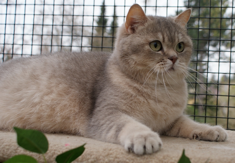 Sweet FunColette ~ British Colourpoint / BKH ~ blue tabby point