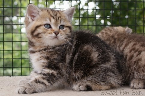 Sweet Fun - Katzenkinder / Kitten / Babys / BKH / Britisch Kurzhaar ...