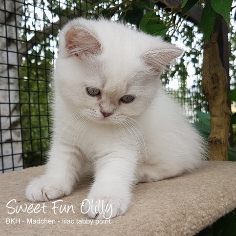 Sweet Fun - Katzenkinder / Kitten / Babys / BKH / Britisch Kurzhaar ...