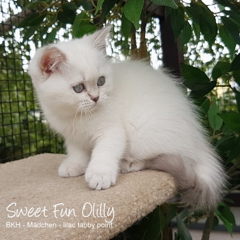 Sweet Fun - Katzenkinder / Kitten / Babys / BKH / Britisch Kurzhaar ...
