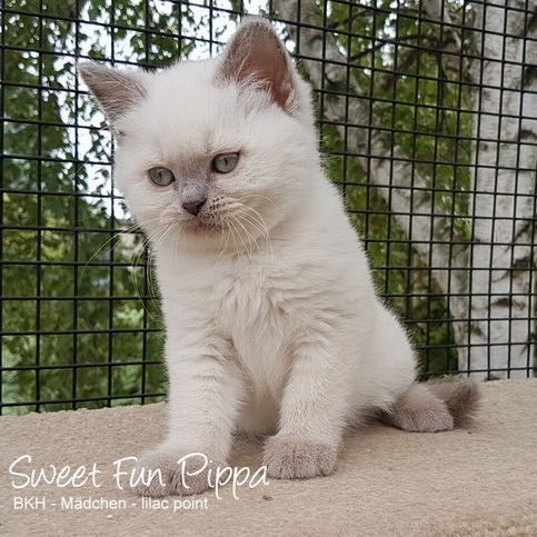 Sweet Fun - Katzenkinder / Kitten / Babys / BKH / Britisch Kurzhaar ...