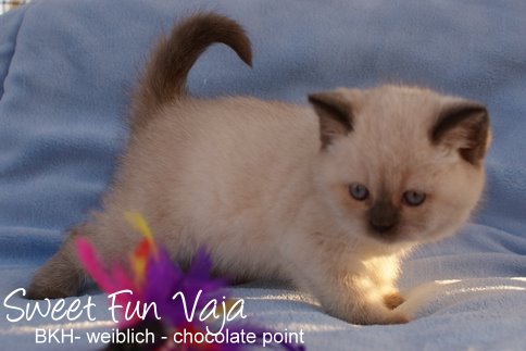 Sweet Fun - Katzenkinder / Kitten / Babys / BKH / Britisch Kurzhaar ...