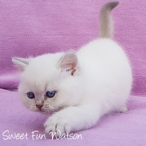 Sweet Fun - Katzenkinder / Kitten / Babys / BKH / Britisch Kurzhaar ...