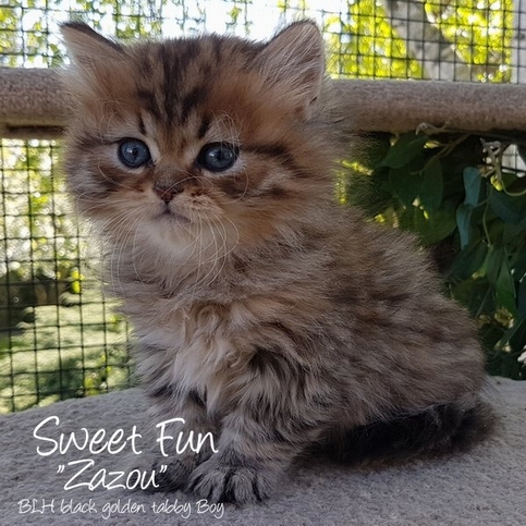 Sweet Fun - Katzenkinder / Kitten / Babys / BKH / Britisch Kurzhaar ...